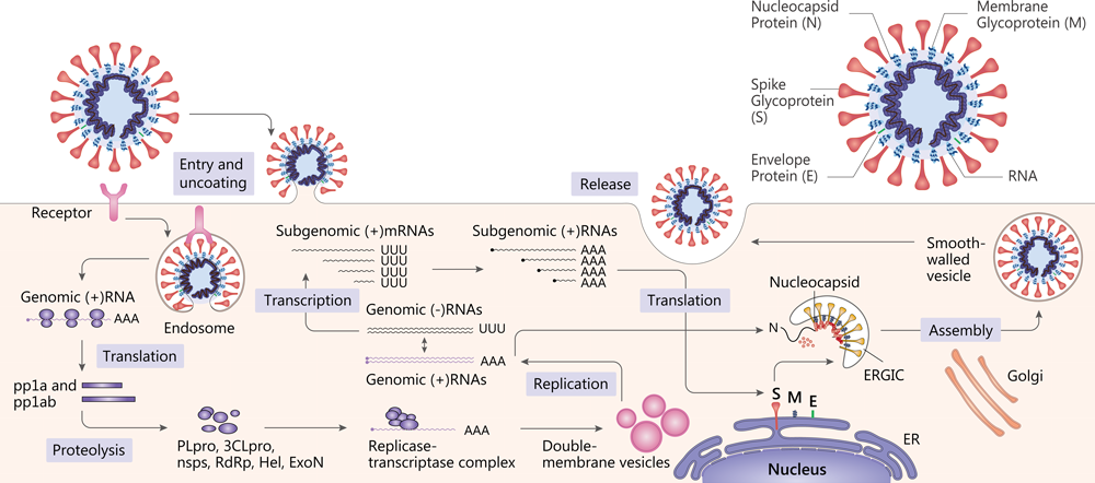 The Culprit of Global Pandemic COVID-19